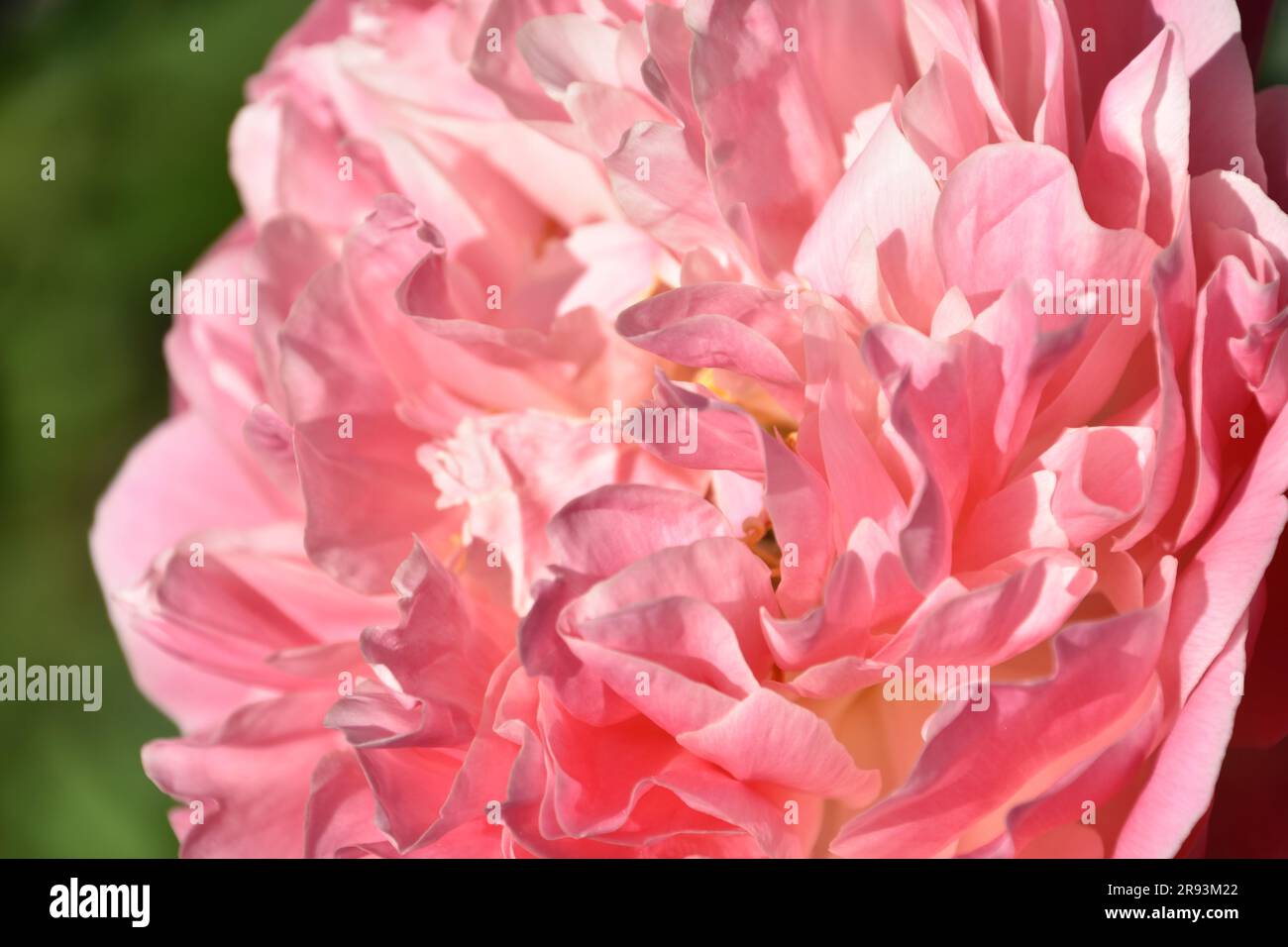 Ruffled double light pink peony hi-res stock photography and images - Alamy