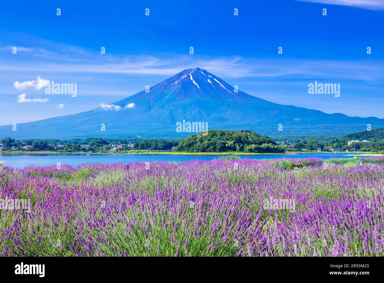 Fuji and Kawaguchiko Lavender Stock Photo - Alamy
