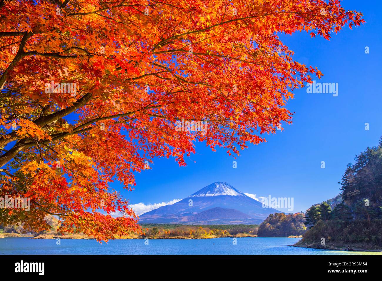 Autumn leaves of Mt.fuji and Lake Shojin Stock Photo - Alamy