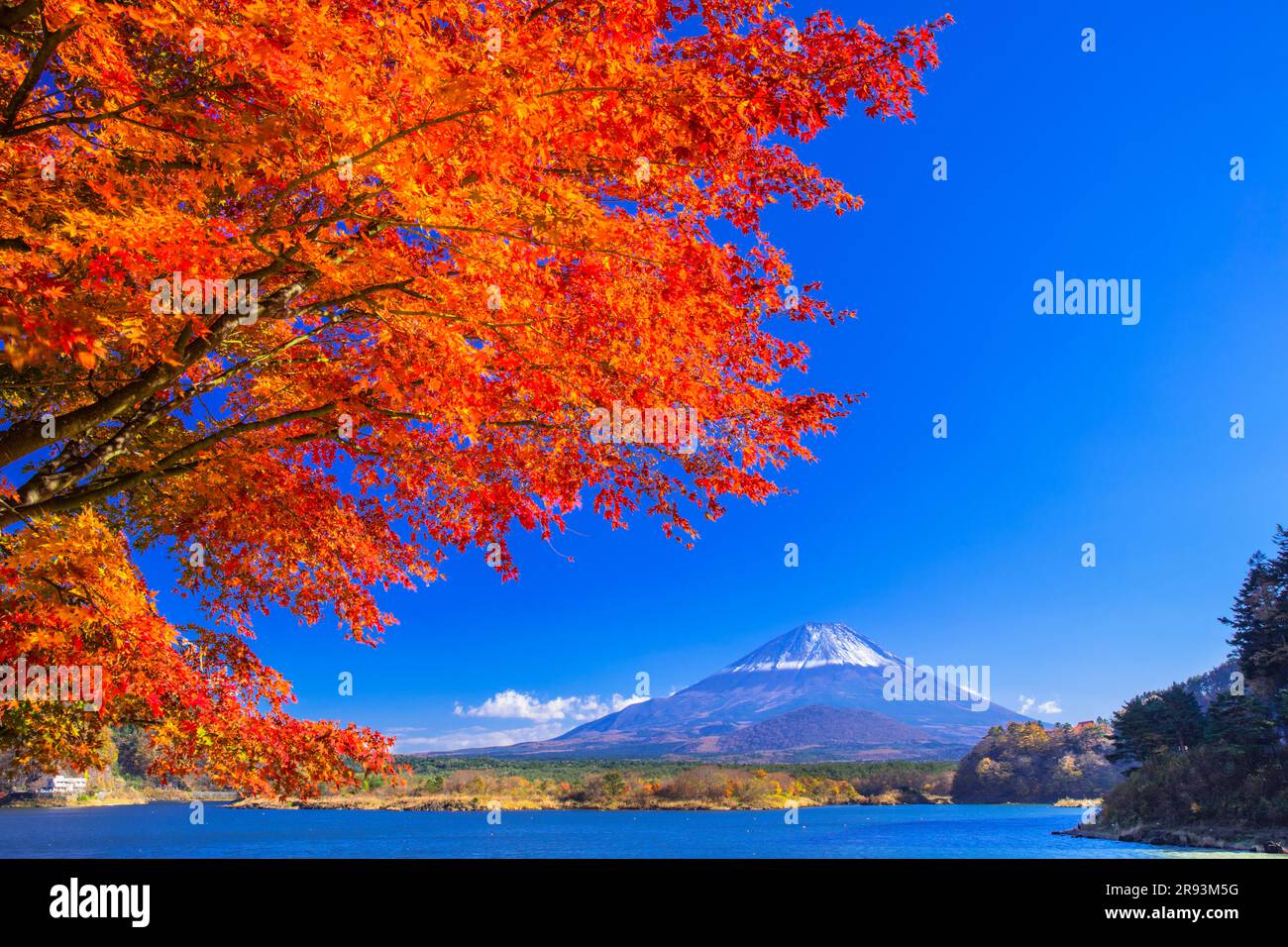 Autumn leaves of Mt.fuji and Lake Shojin Stock Photo - Alamy