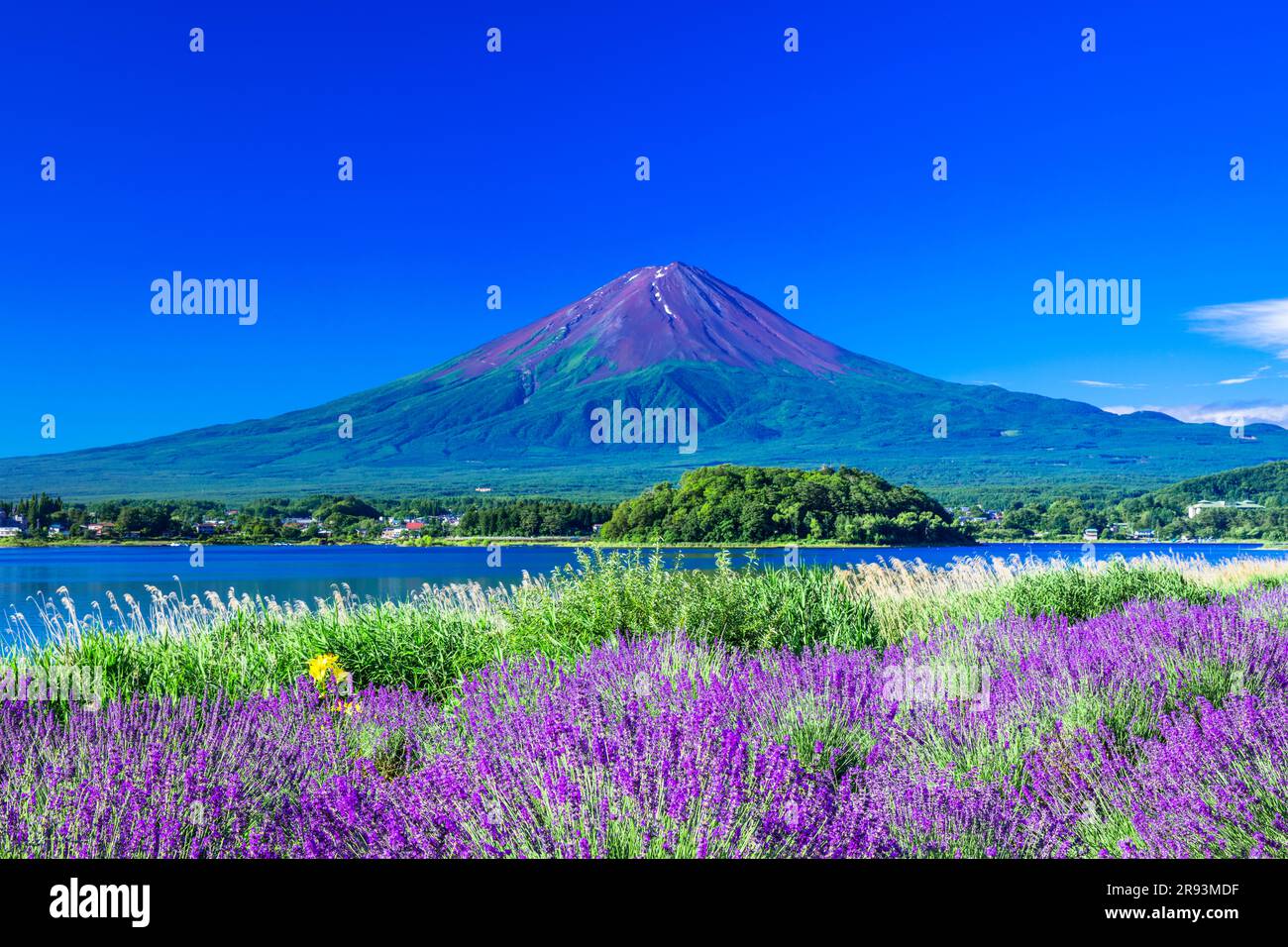 Mt. Fuji and lavender, Lake Kawaguchi Stock Photo - Alamy