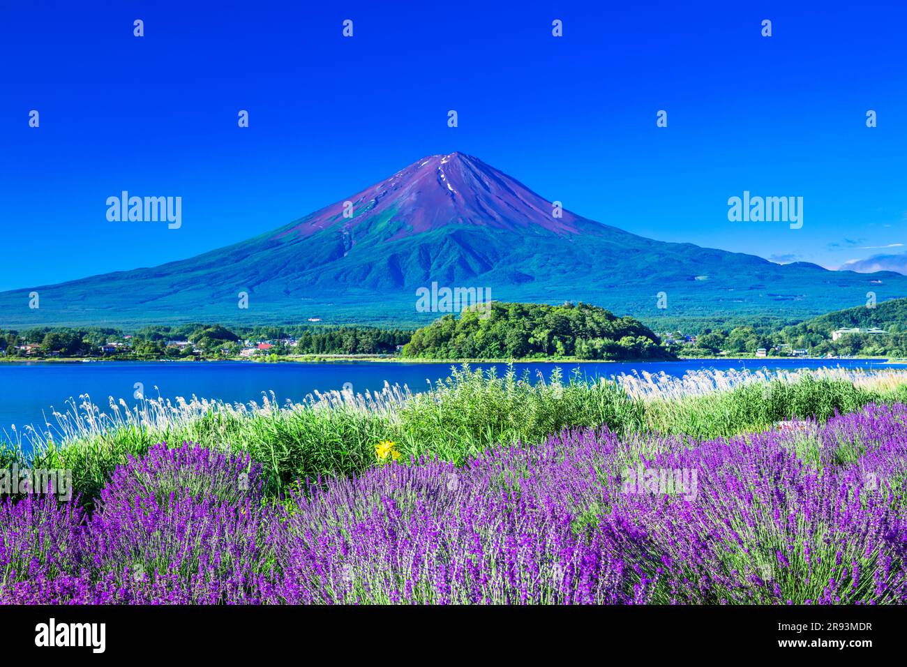 Mt. Fuji and lavender, Lake Kawaguchi Stock Photo - Alamy