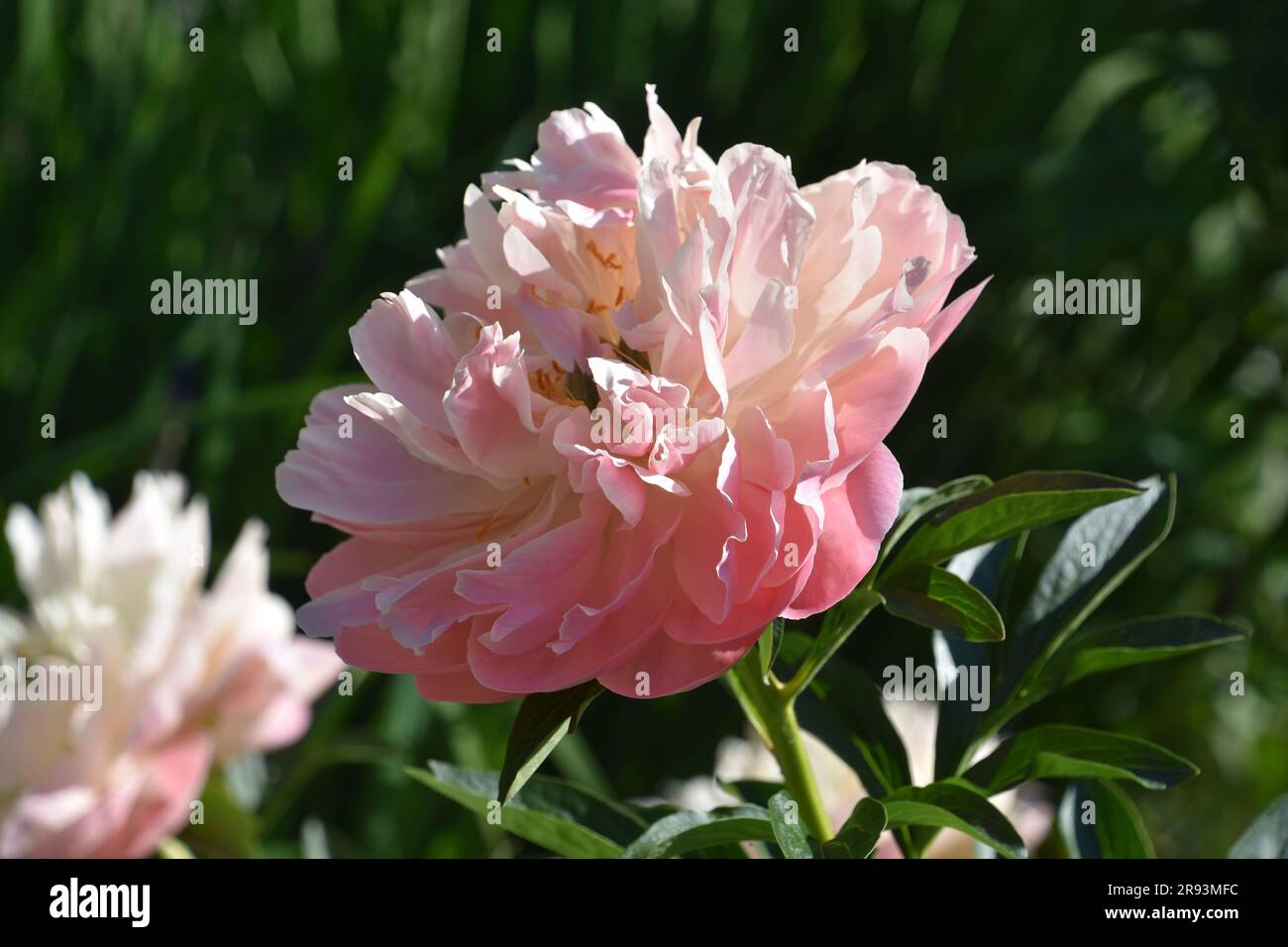 Singular peony flower hi-res stock photography and images - Alamy