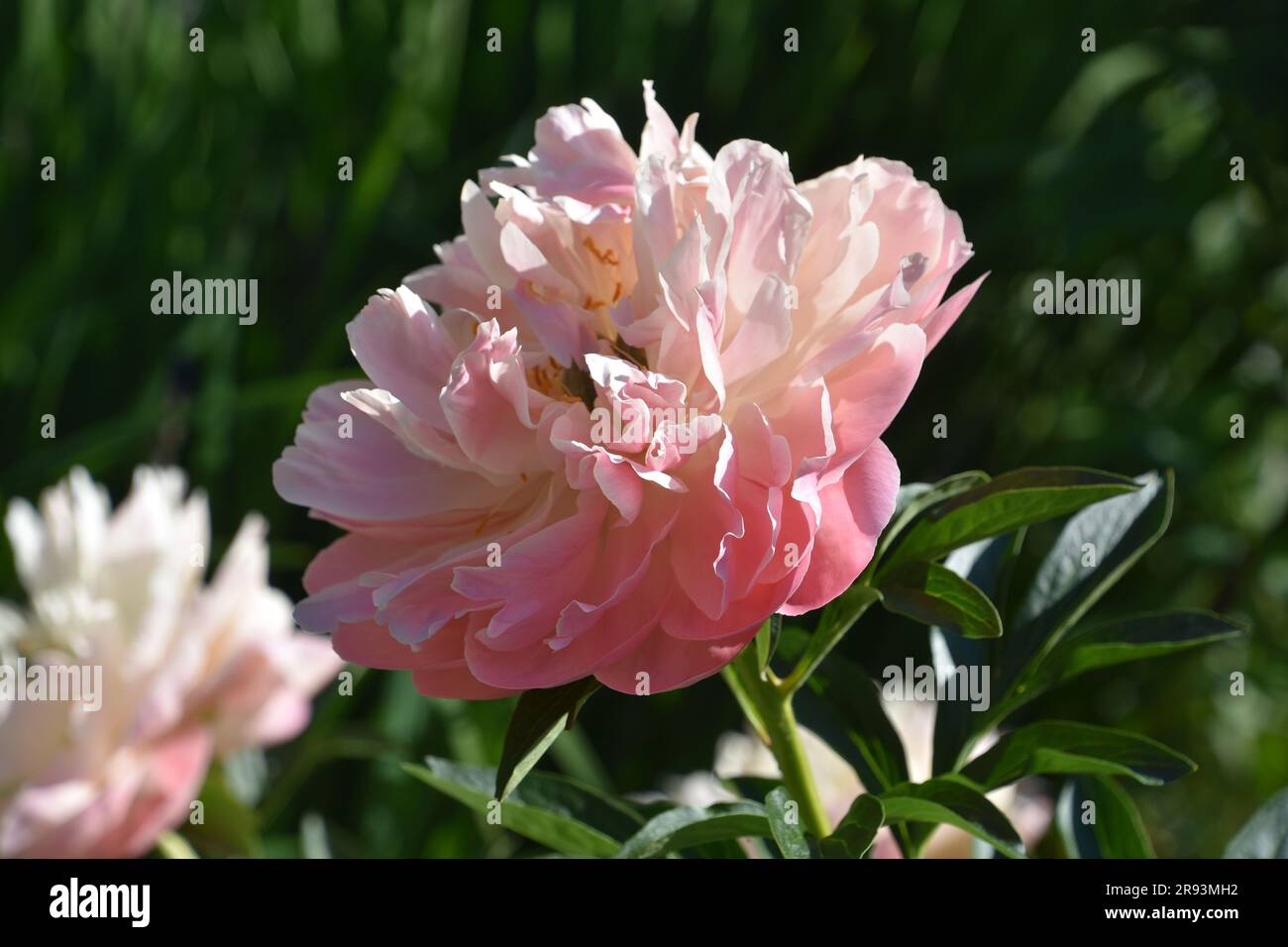 Pretty peony flower blossom in various shades of pink in a garden Stock ...