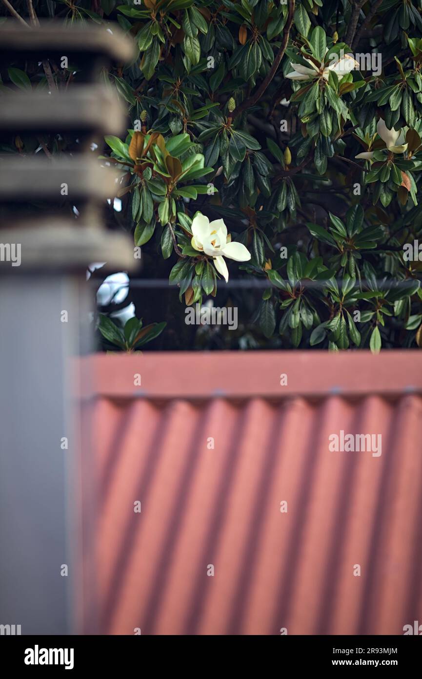 Magnolia tree in bloom framed by a roof and a chimney Stock Photo - Alamy