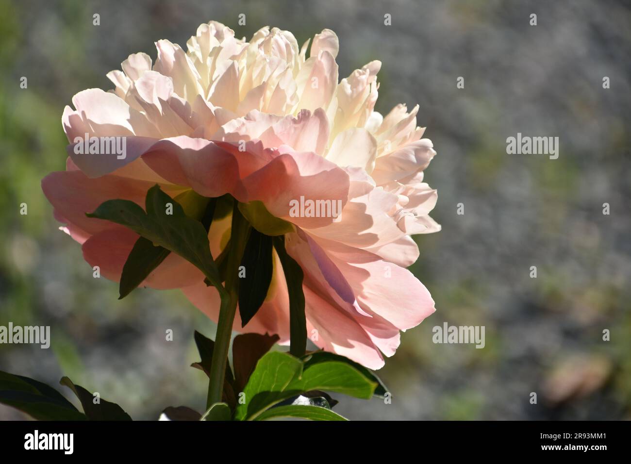 Singular peony flower hi-res stock photography and images - Alamy