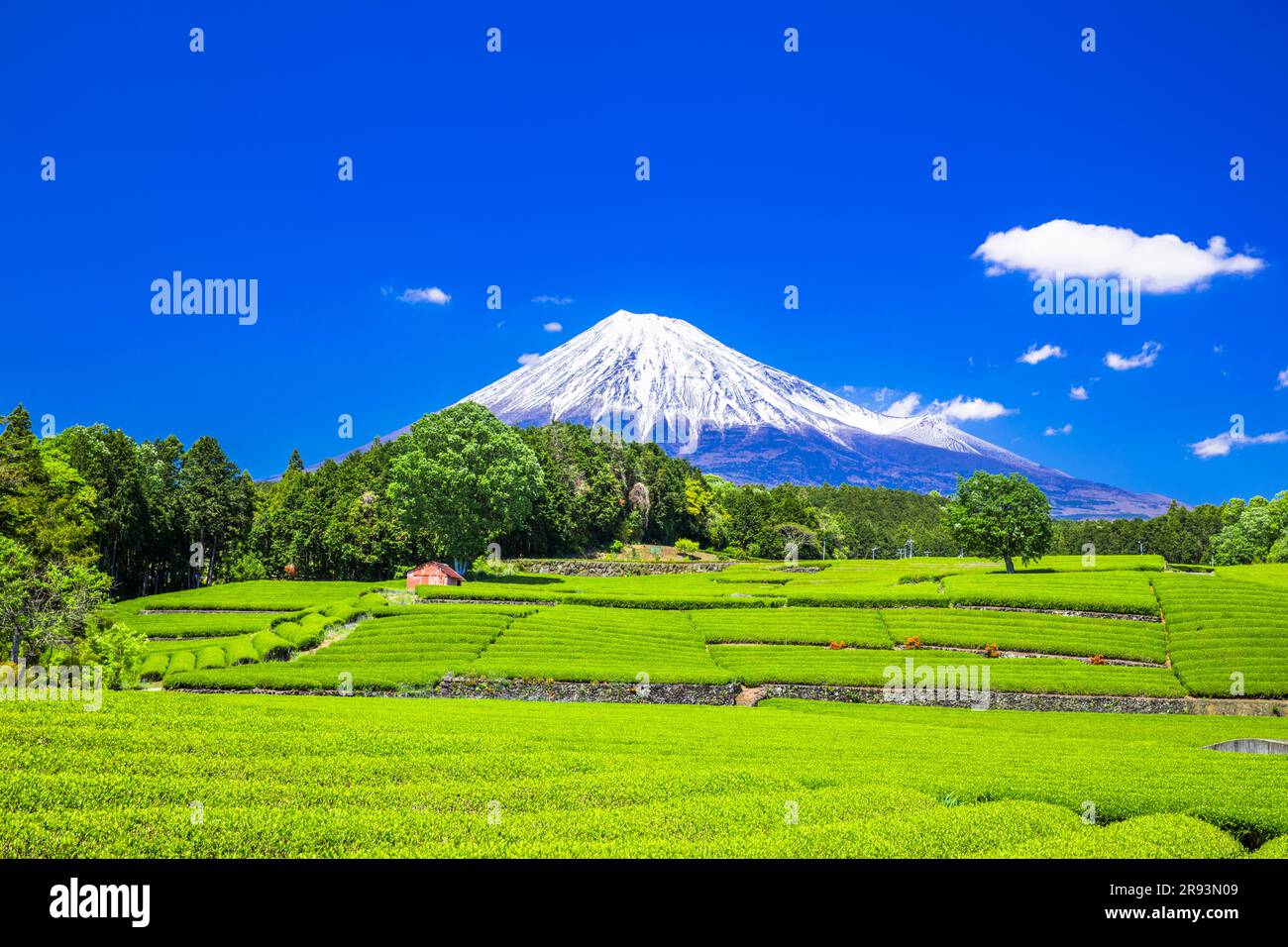 Fuji and Tea Field Stock Photo - Alamy