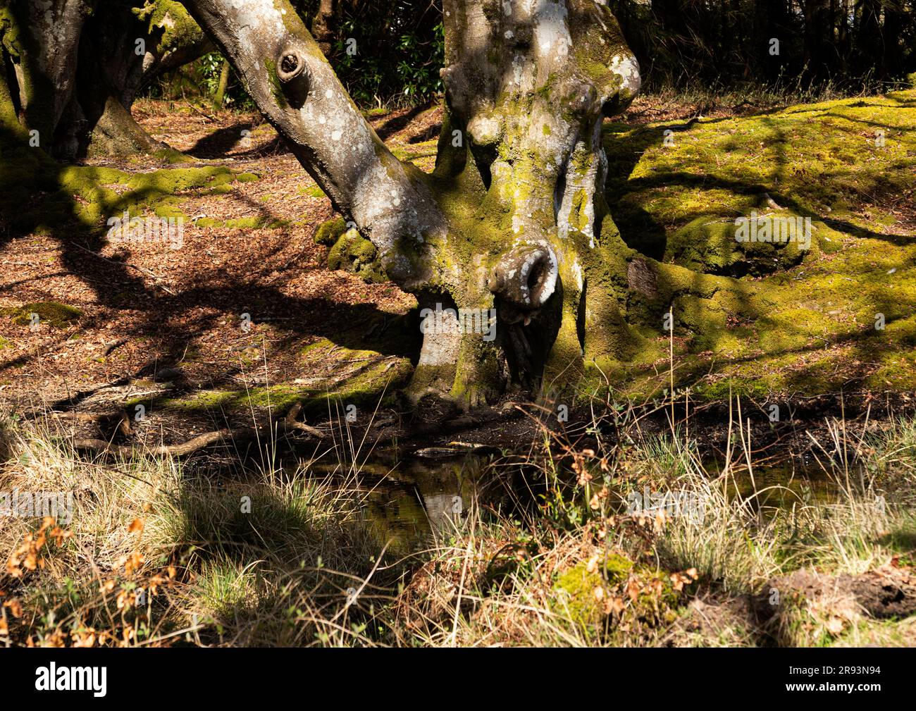 Shadow - Nature - Trees Stock Photo - Alamy