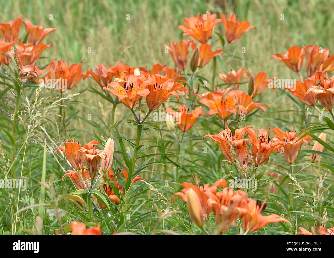 Orange flowers of Ezo-sukashi-yuri，Lilium pensylvanicum, are in full ...