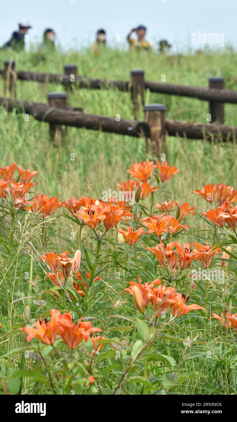 Orange flowers of Ezo-sukashi-yuri，Lilium pensylvanicum, are in full ...