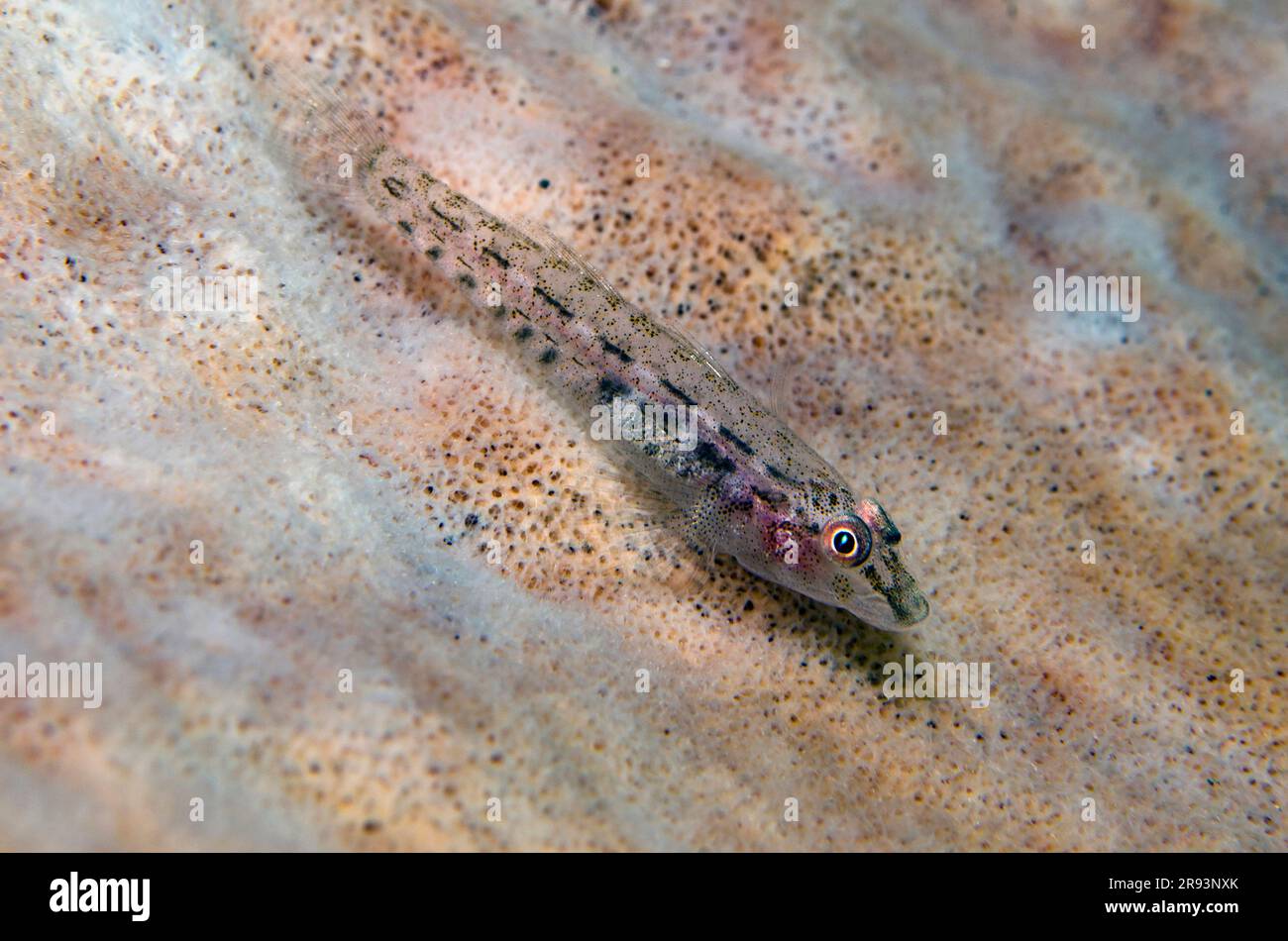Fan-sponge Ghostgoby, Pleurosicya elongata, on sponge, Porfiera Phylum ...