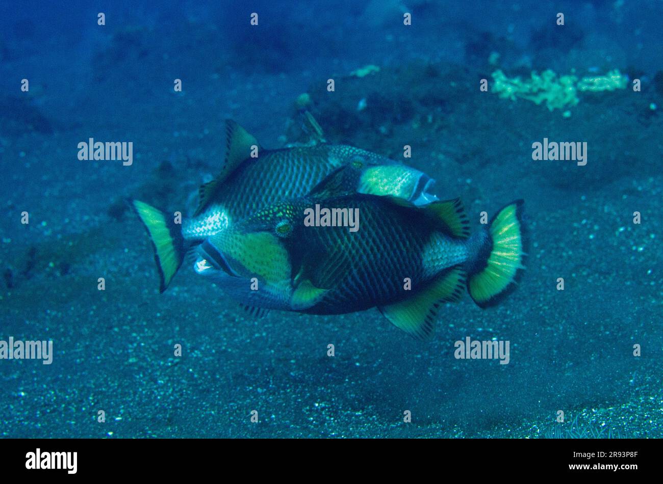 Titan Triggerfish, Balistapus viridescens, mating dance, Coral Garden ...