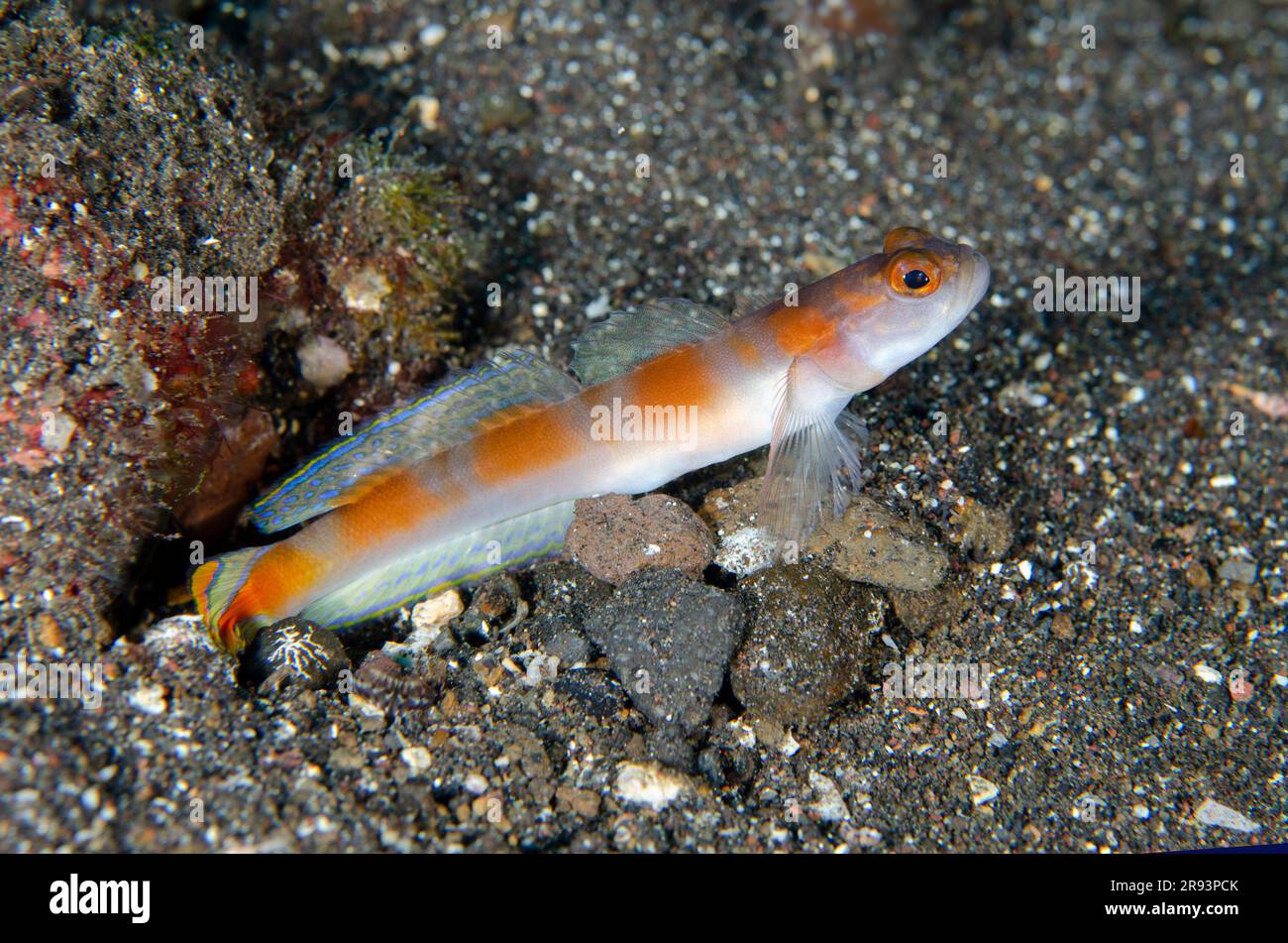 Flagtail Shrimpgoby, Amblyeleotris yanoi, by hole, Coral Garden dive ...