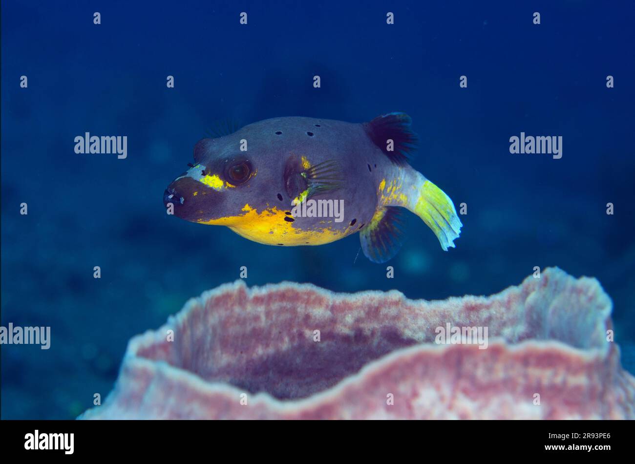 Blackspotted Puffer, Arothron nigropunctatus, over Barrel Sponge ...