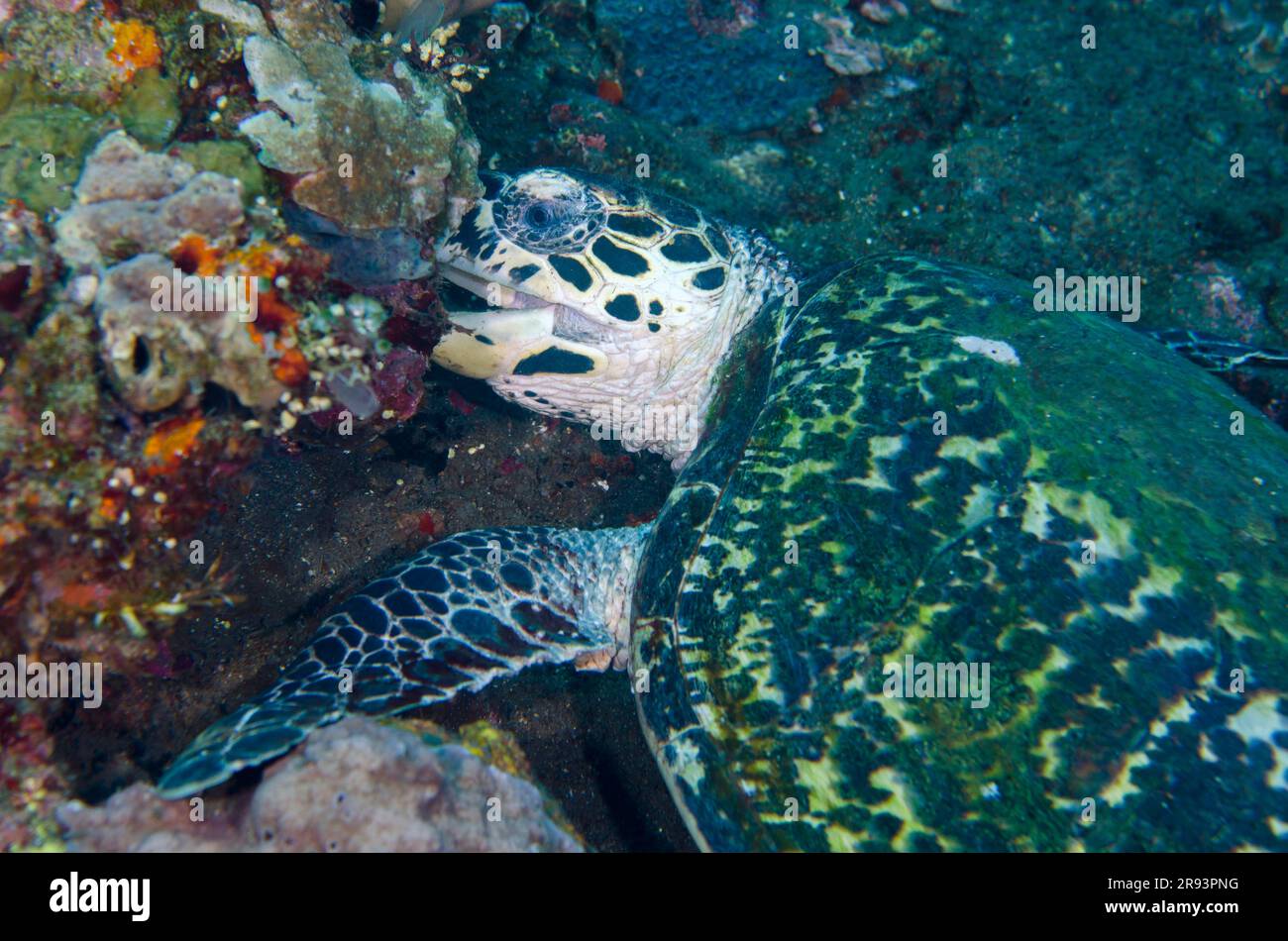 Hawksbill Turtle, Eretmochelys imbricata, classified as Critically ...