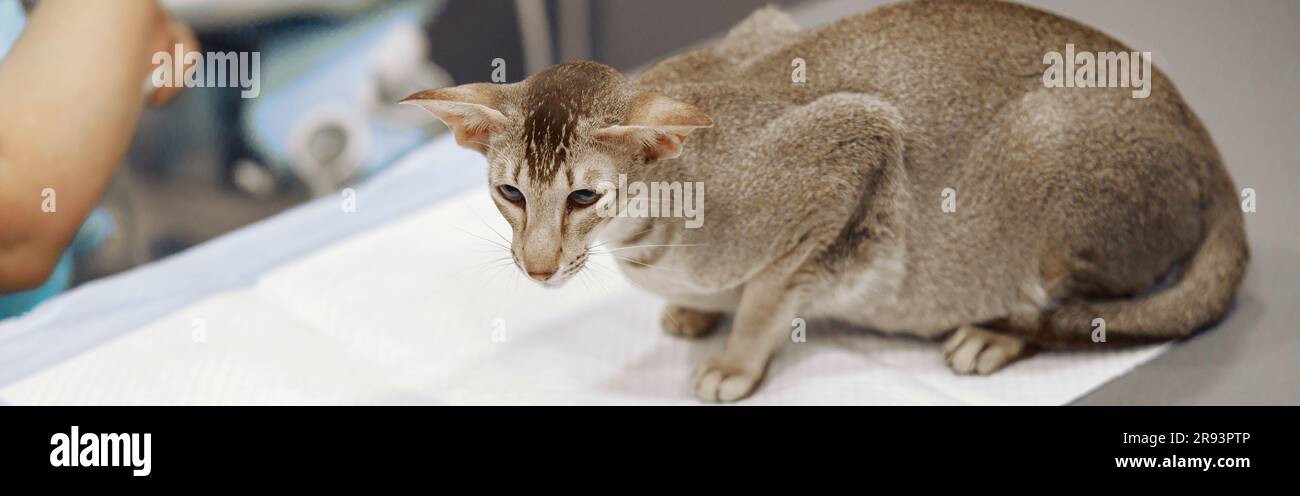 Grey short haired cat sits on table covered with disposable underpad in ...