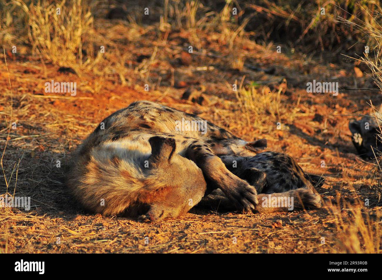 Elephant grazing with calf and hyena sleeping with cubs offer tourists ...