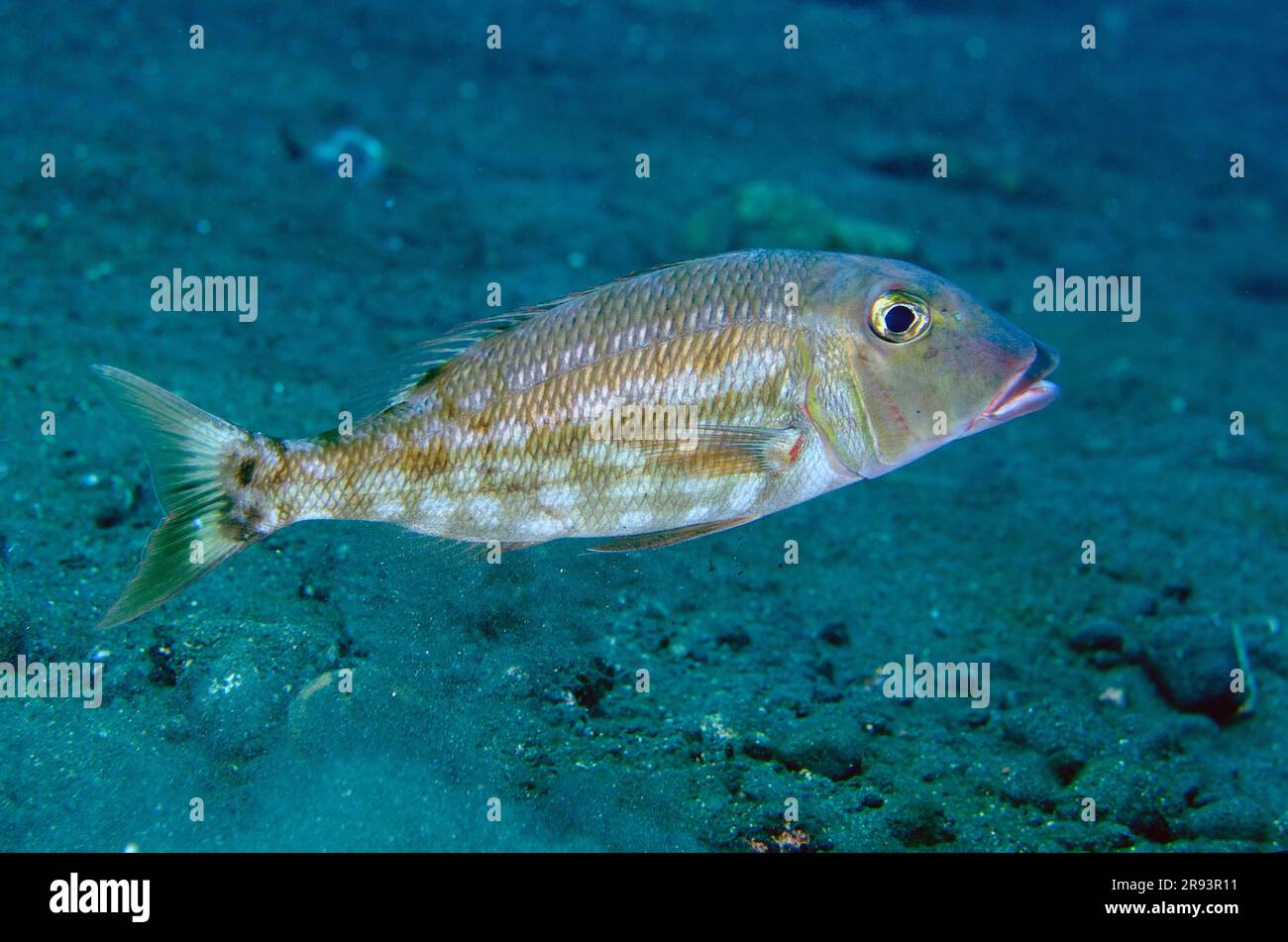 Spotcheek Emperor, Lethrinus rubrioperculatus, Liberty Wreck Dive Site ...