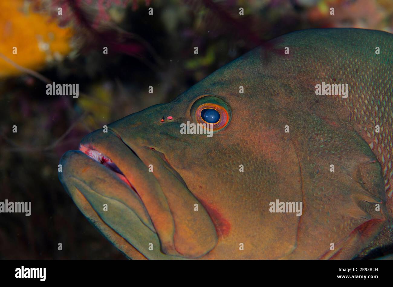 Redmouth Grouper, Aethaloperca rogaa, Liberty Wreck Dive Site, Tulamben ...