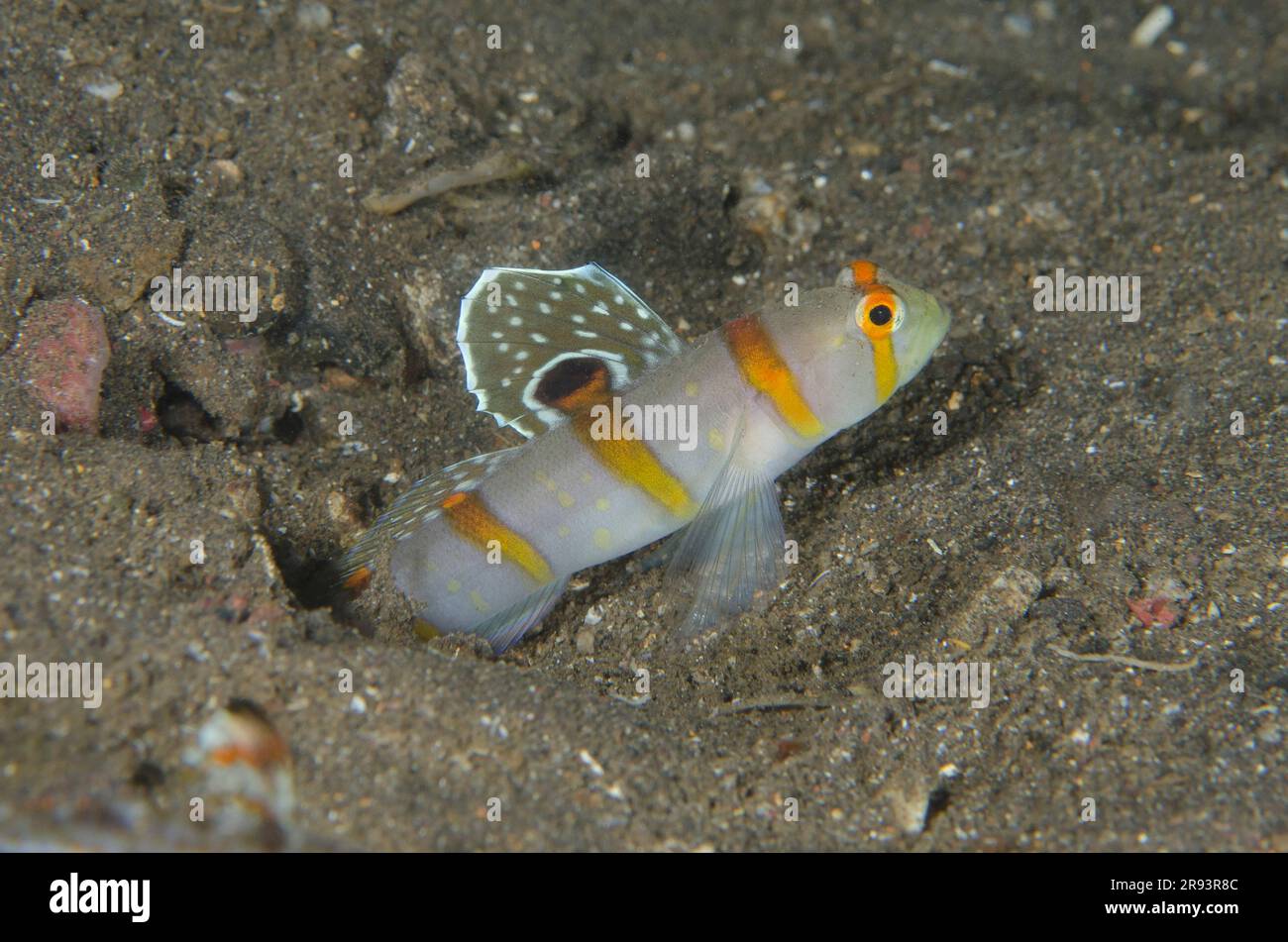 Randall's Shrimpgoby, Amblyeleotris randalli, with extended fin ...