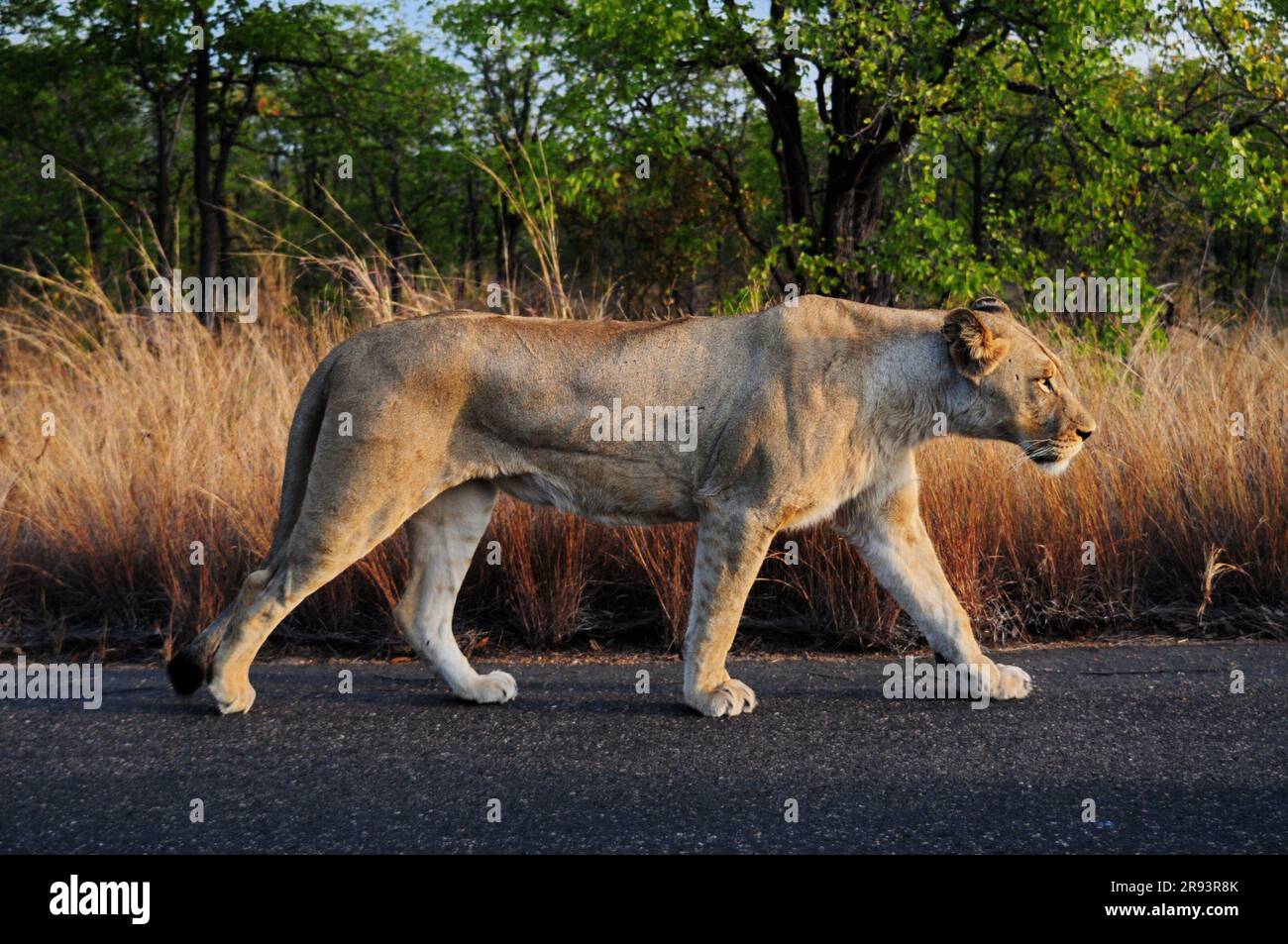 A massive male lion and a lioness spotted resting on the side of a road ...