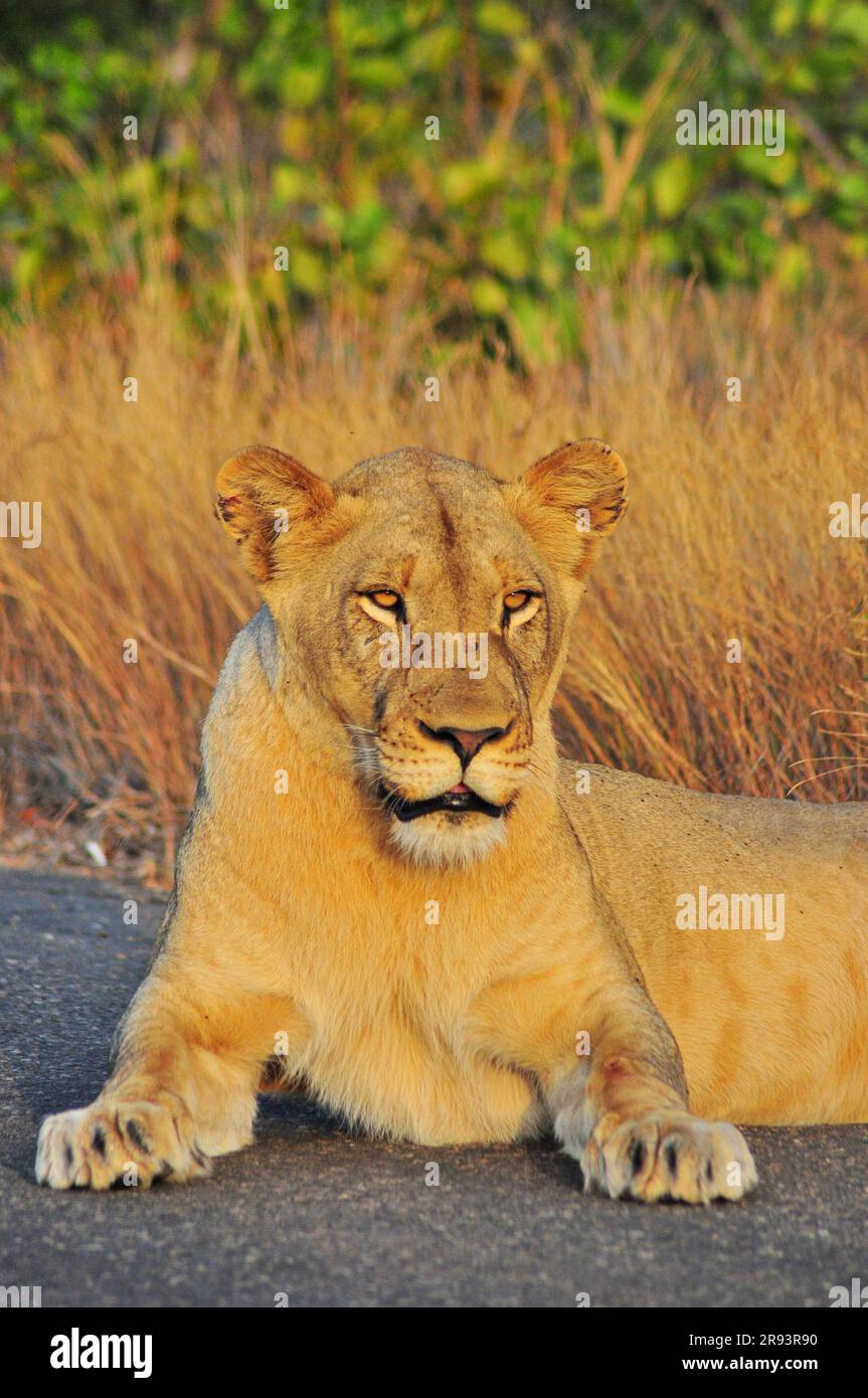 A massive male lion and a lioness spotted resting on the side of a road ...