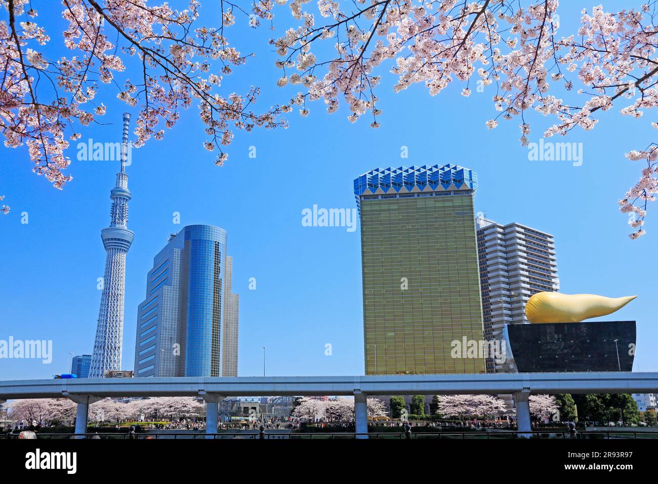 Cherry blossoms in Sumida River Park and Tokyo Sky Tree Stock Photo - Alamy