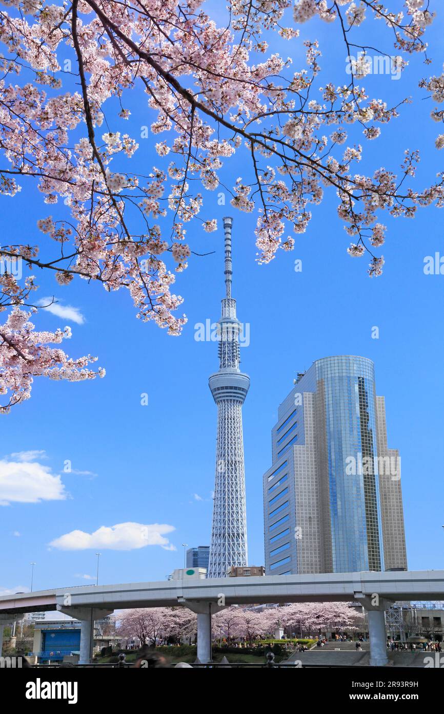Cherry blossoms in Sumida River Park and Tokyo Sky Tree Stock Photo - Alamy