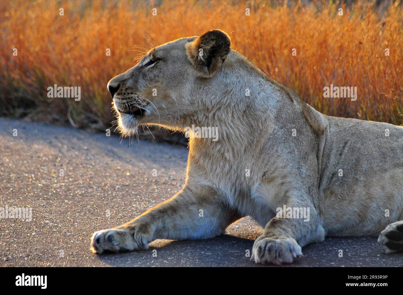 A massive male lion and a lioness spotted resting on the side of a road ...