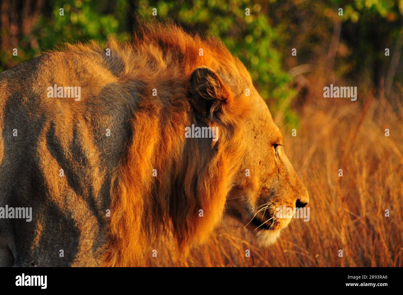 A massive male lion and a lioness spotted resting on the side of a road ...