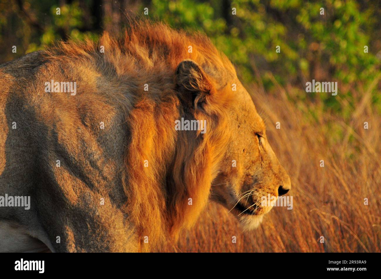 A massive male lion and a lioness spotted resting on the side of a road ...