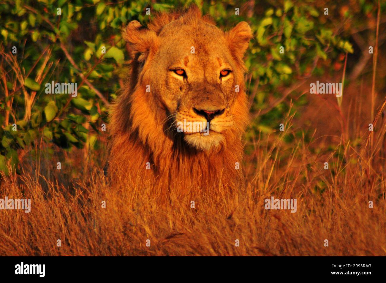 A massive male lion and a lioness spotted resting on the side of a road ...
