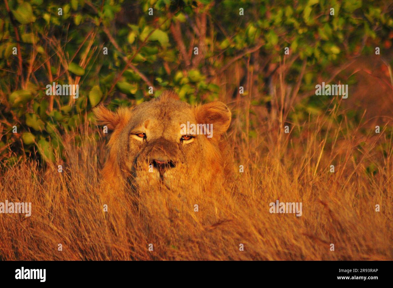 A massive male lion and a lioness spotted resting on the side of a road ...