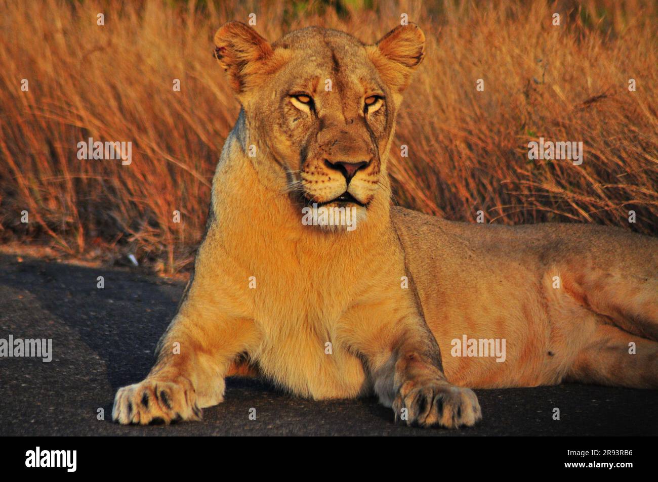 A massive male lion and a lioness spotted resting on the side of a road ...