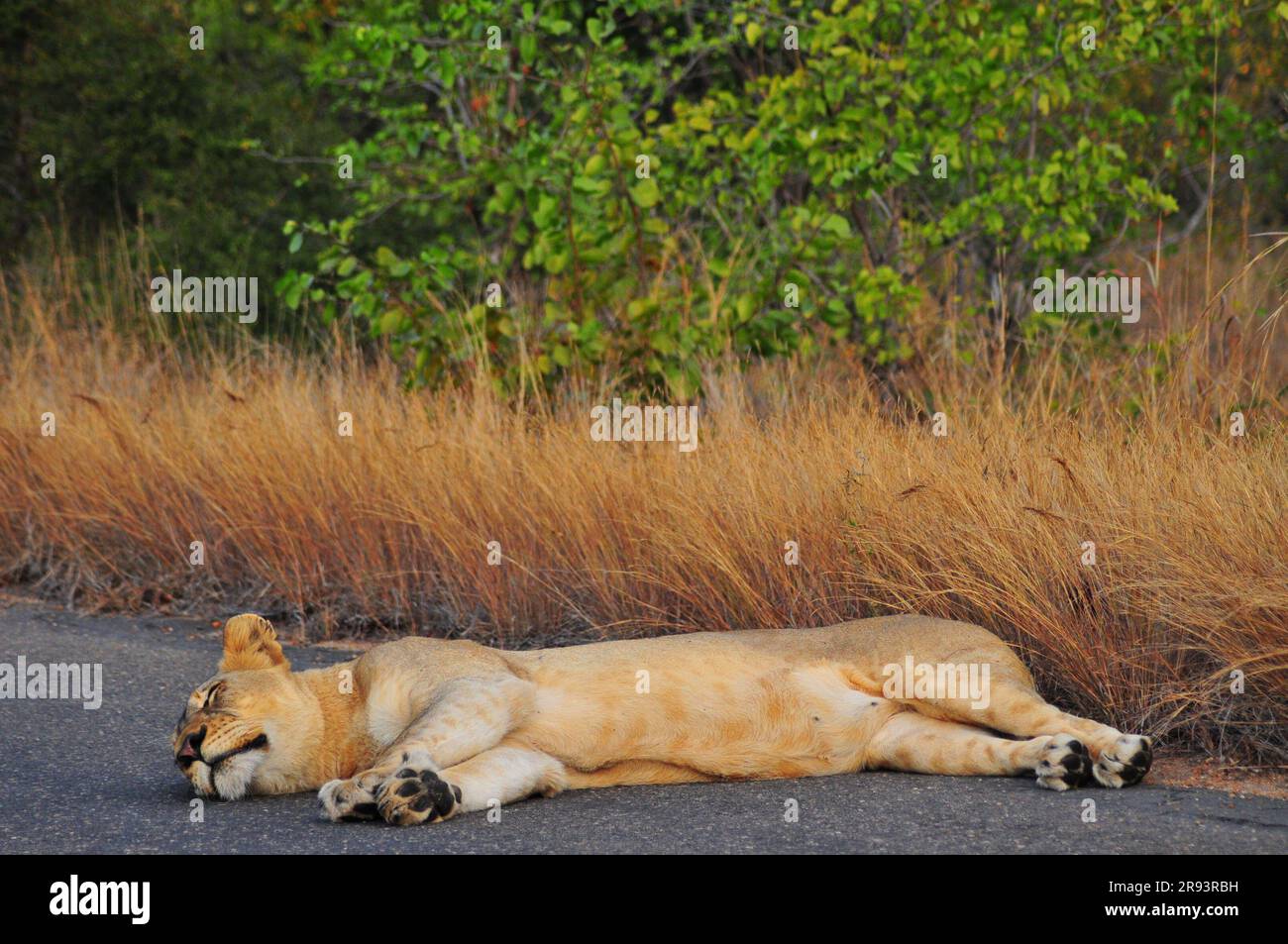 A massive male lion and a lioness spotted resting on the side of a road ...