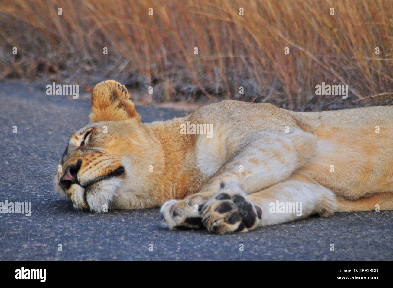 A massive male lion and a lioness spotted resting on the side of a road ...