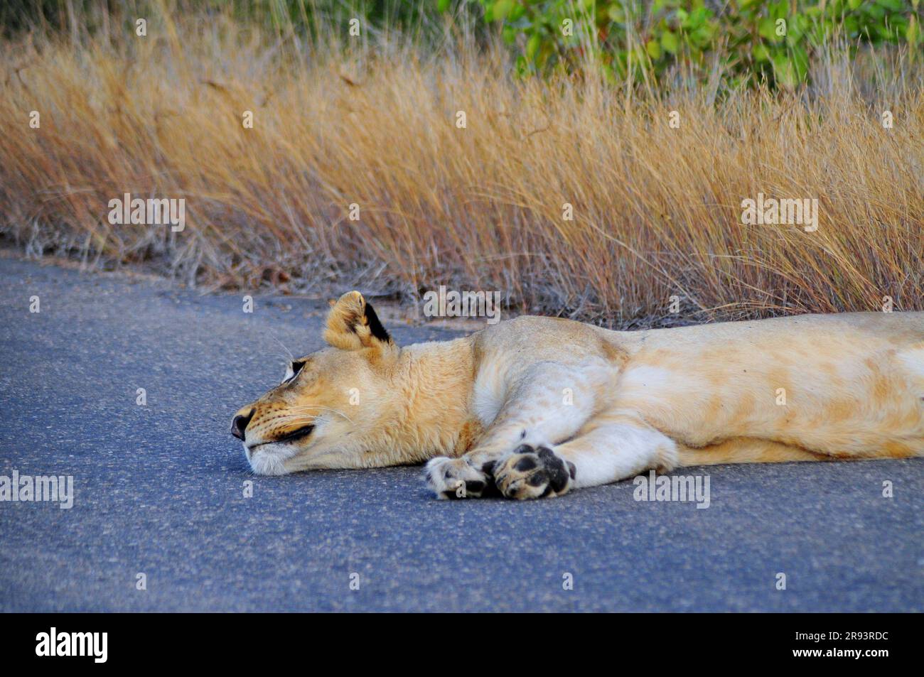 A massive male lion and a lioness spotted resting on the side of a road ...