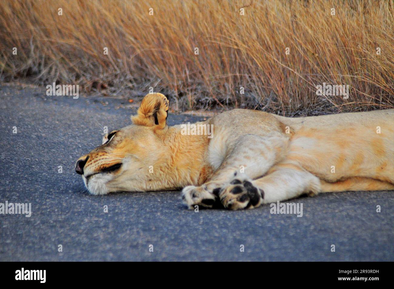 A massive male lion and a lioness spotted resting on the side of a road ...