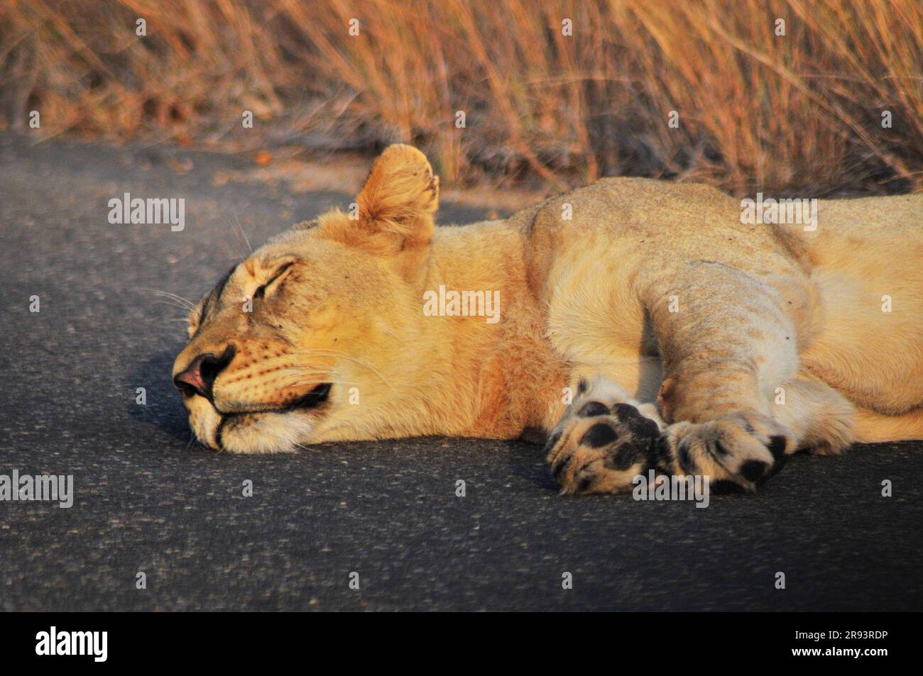 A massive male lion and a lioness spotted resting on the side of a road ...