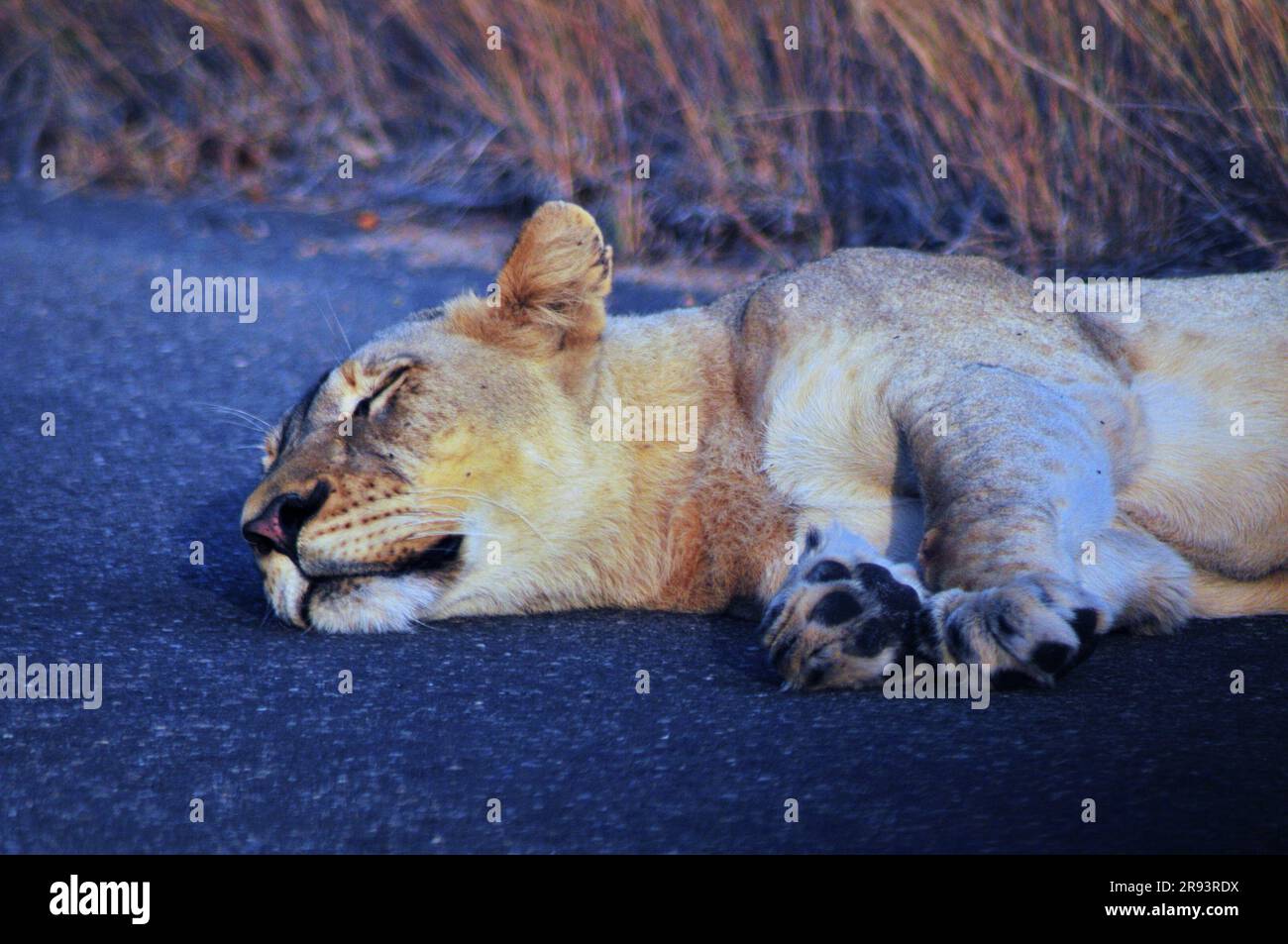 A massive male lion and a lioness spotted resting on the side of a road ...