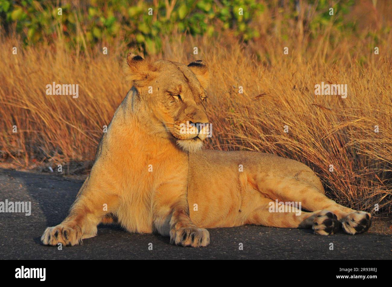 A massive male lion and a lioness spotted resting on the side of a road ...