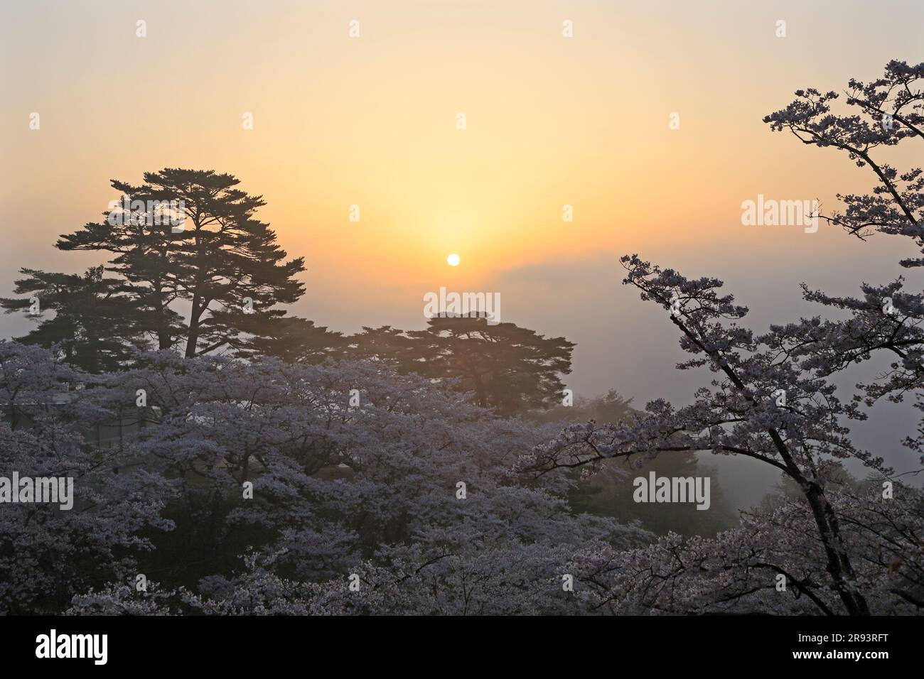 Saigyo an cherry blossoms hi-res stock photography and images - Alamy