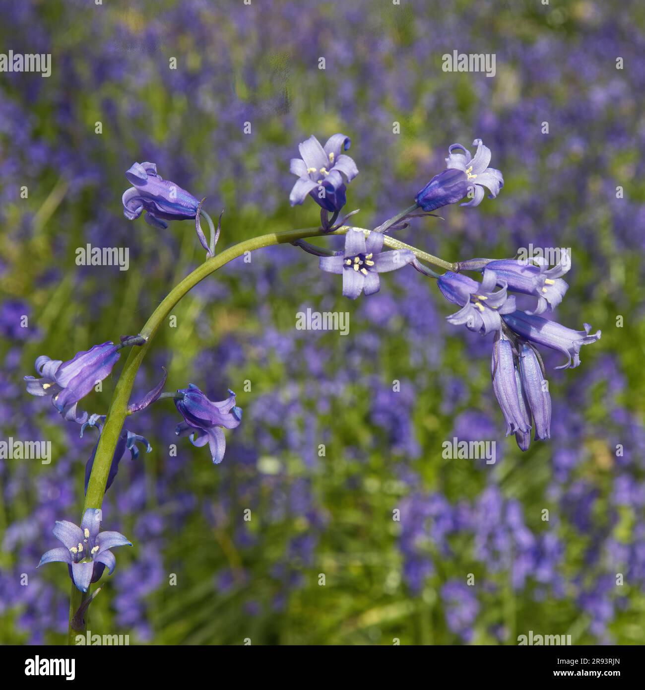 Close up of a bluebell, Hyacinthoides non-scripta, stem and flowers in ...