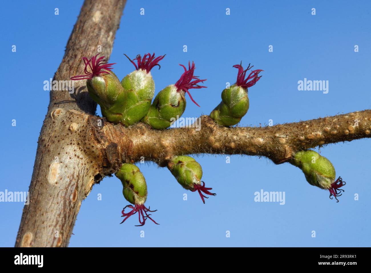 A group of several female red flowers of the hazel tree Corylus ...