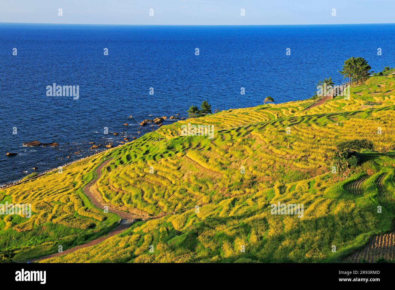 Evening view of the terraced rice field in Shirome Senmaida Stock Photo ...