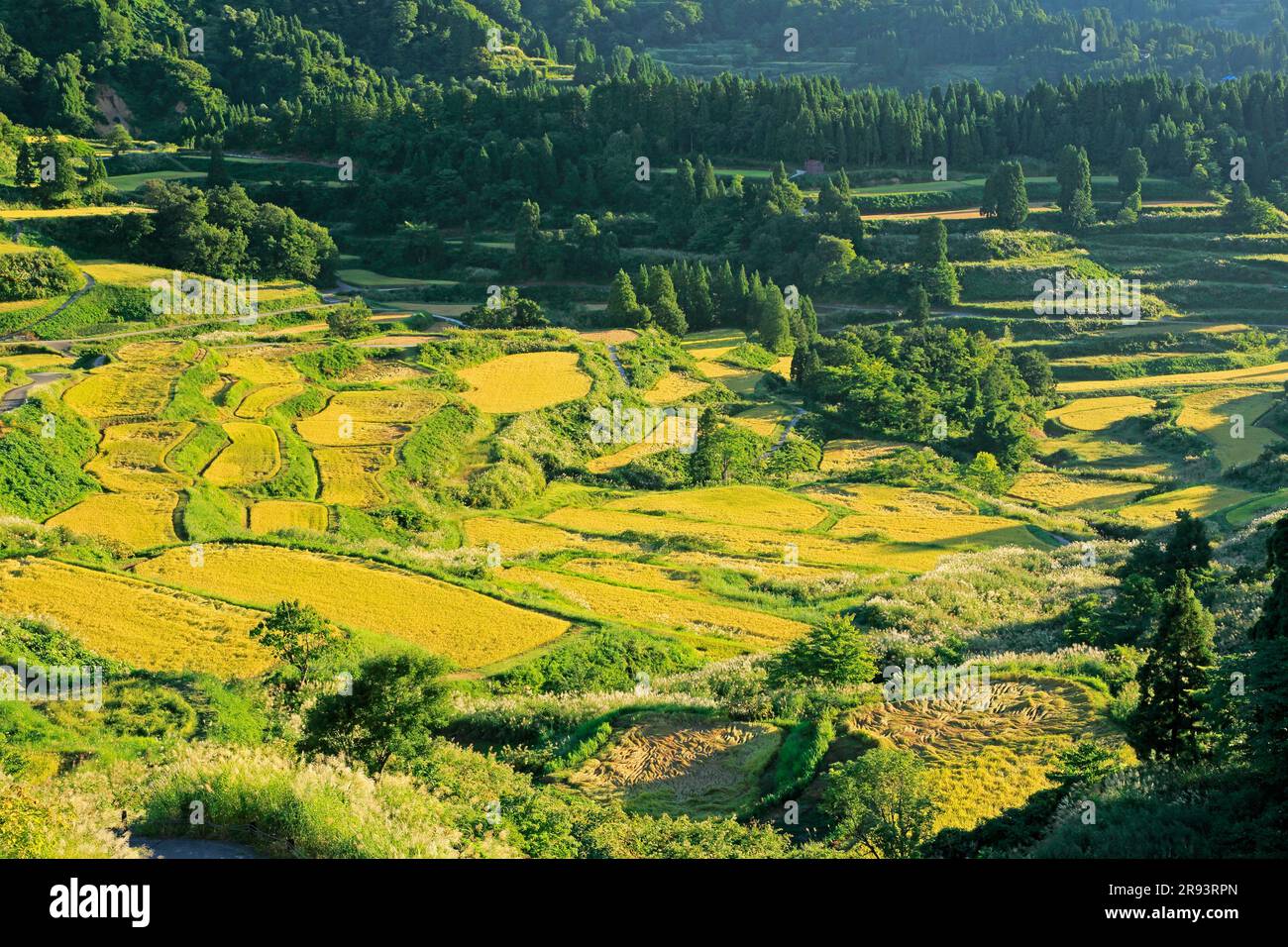 Terraced Rice Fields at Hoshitoge in Autumn Stock Photo - Alamy