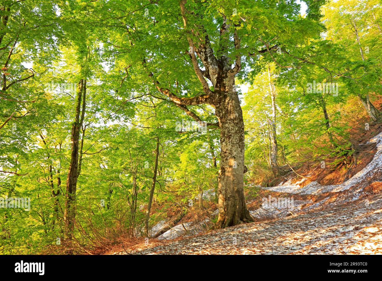 Mother of beech tree in the morning sun dyed Shirakami Stock Photo - Alamy
