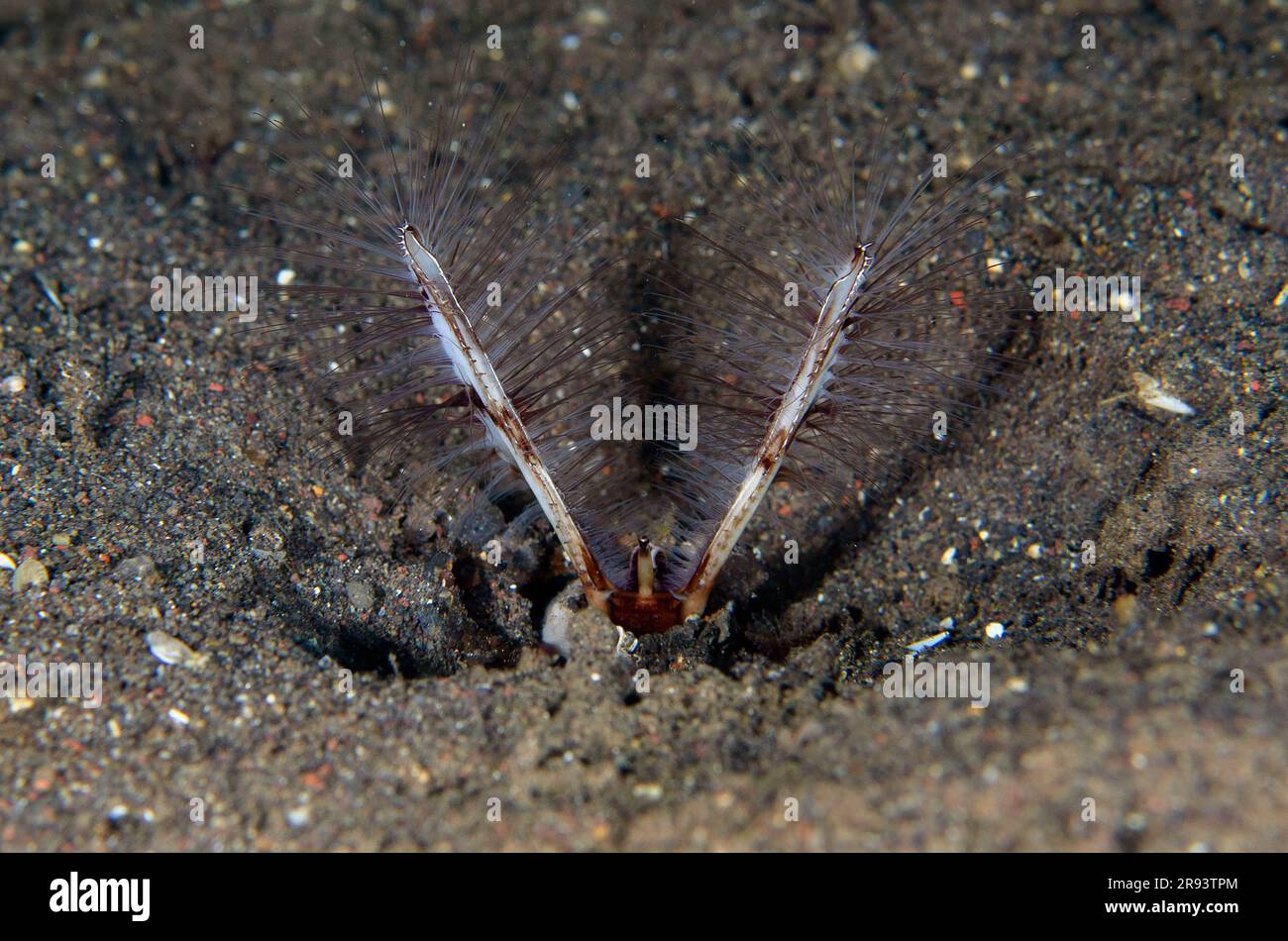 Deathspank hi-res stock photography and images - Alamy