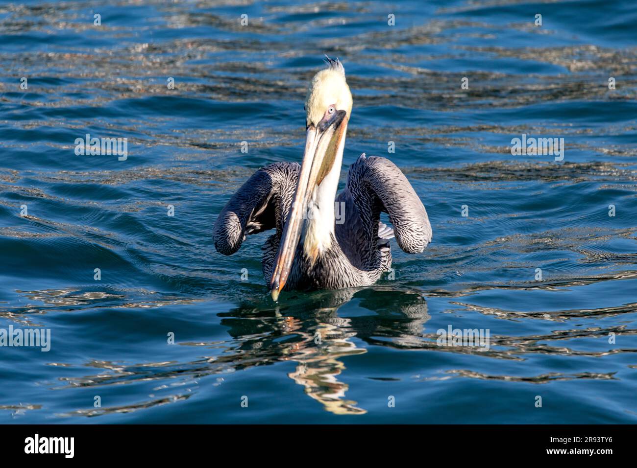 Beautiful specimen of California Brown Pelican in the Sea of Cortez and ...
