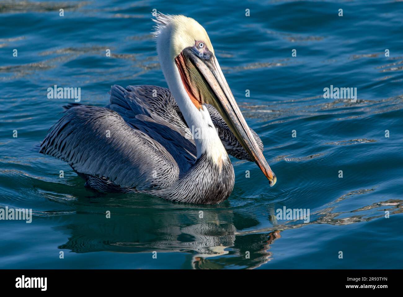 A specimen of Pelecanus occidentalis californicus, commonly called the ...